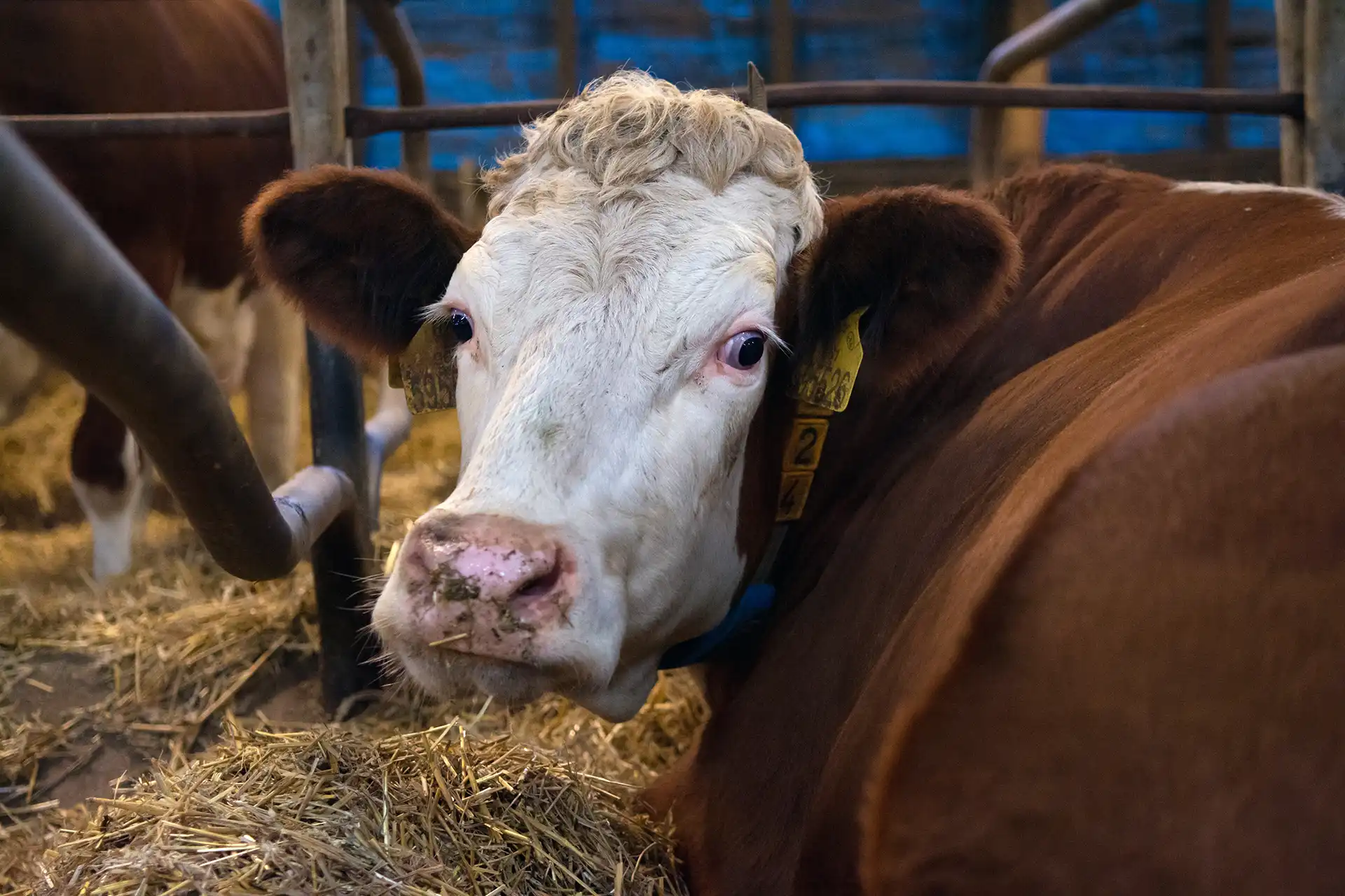 Nové webové stránky - VOD Kámen